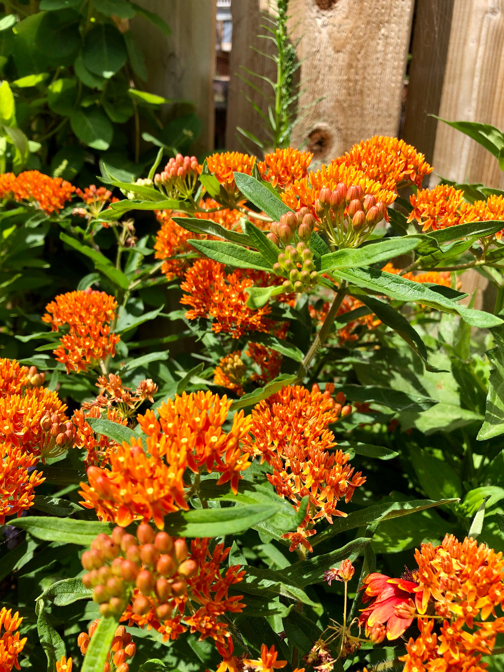 Plantes indigènes du Québec | Quebec Native Plants – Jardin Buzz