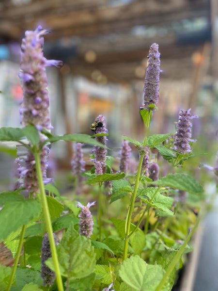 Plantes indigènes du Québec | Quebec Native Plants – Jardin Buzz