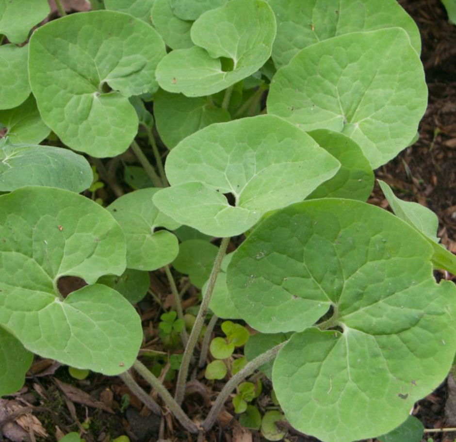 Plantes indigènes du Québec | Quebec Native Plants – Jardin Buzz